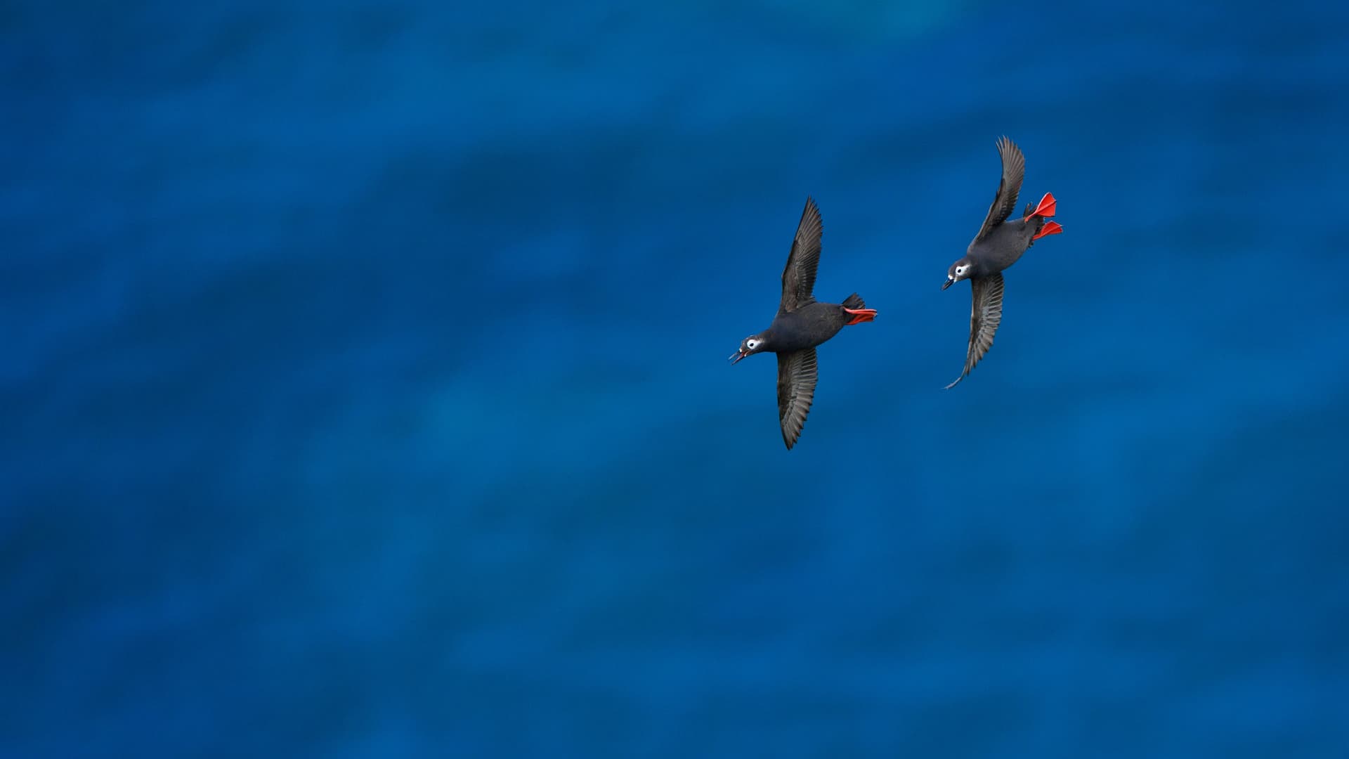 Resolute Raccoon 26.04 Wallpaper Competition - Community - Ubuntu ...